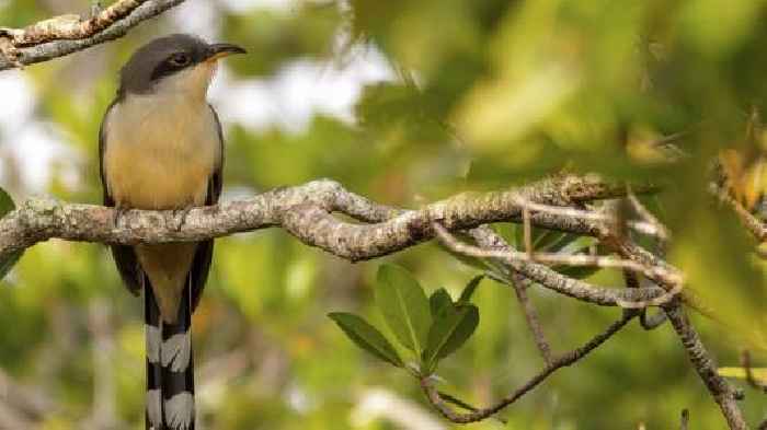Citizen science to drive upcoming 'Great Backyard Bird - One News Page