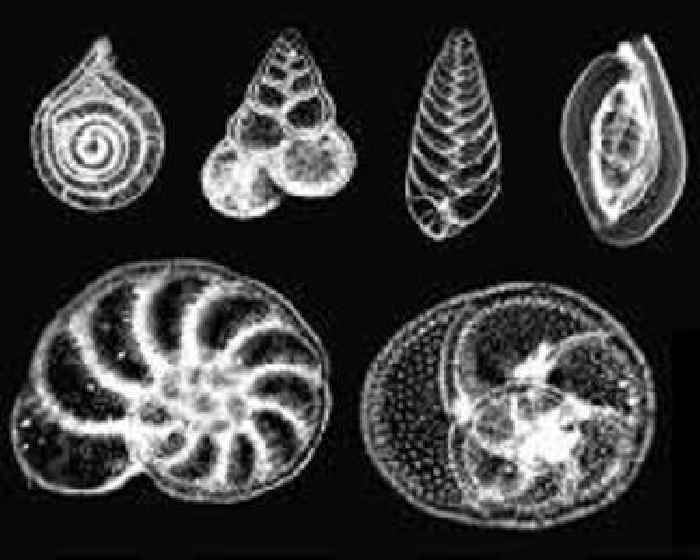 Large-scale fossil study reveals origins of modern-day - One News Page