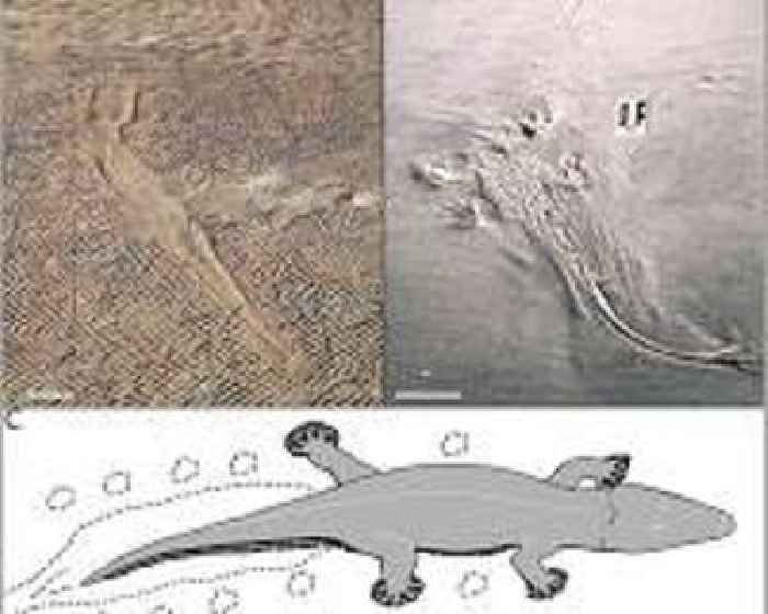 Ancient giant amphibians swam like crocodiles 250 - One News Page