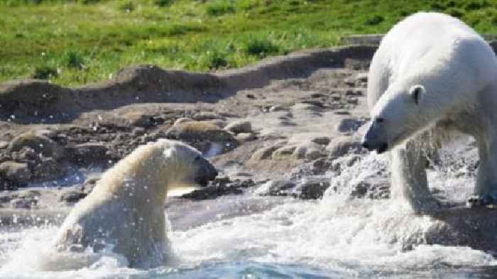 Zoo’s twin polar bears reunited after being - One News Page