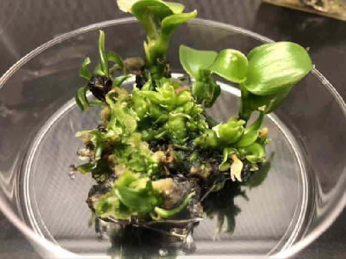 Chi Botanic Inc. Awarded Competitive USDA SBIR Phase I - One News Page