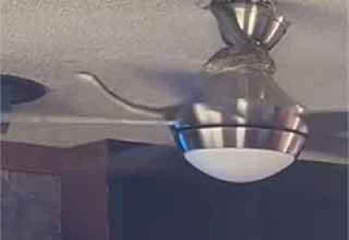Snake Gets Thrown by a Ceiling Fan and Unlocks a New - One News Page