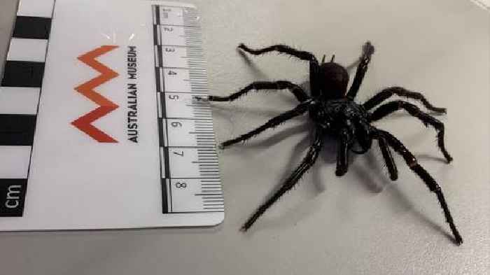 Highly dangerous new species of spider found - One News Page