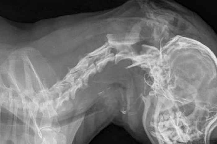 Redruth man killed pet chihuahua with 'blow to head' - One News Page