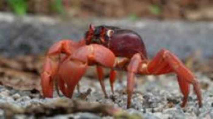 Watch: Millions of red crabs begin annual migration on - One News Page