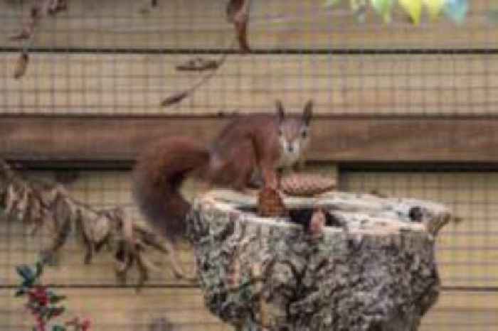 Herefordshire farm park welcomes three red squirrels - One News Page