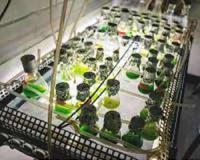 Molecular catalyst switches between hydrogen and - One News Page