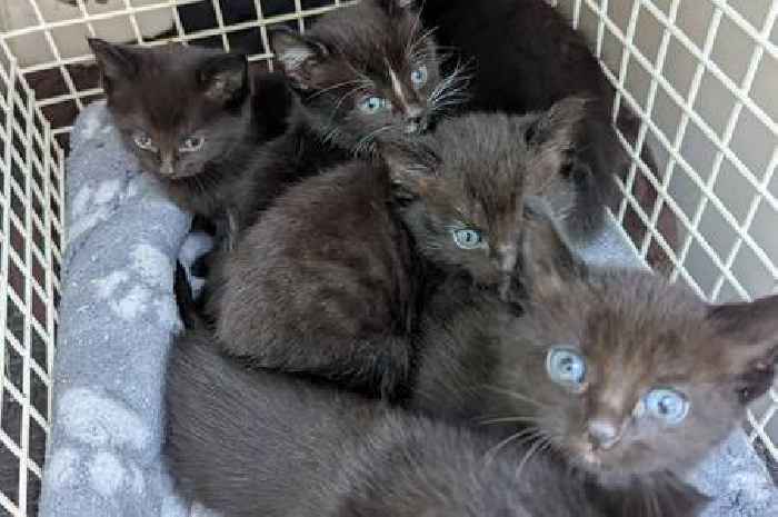 RSPCA update on six kittens found dumped in a box on - One News Page