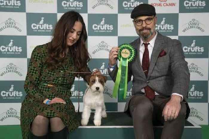 Crufts 2026 Day 2 Terrier and Hound groups - full - One News Page
