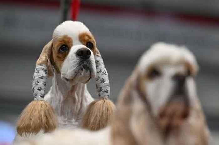 Crufts 2026 live as Gundog group winner and Best in - One News Page