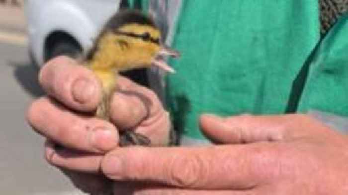 Call for duck‑crossing signs after drain rescue - One News Page
