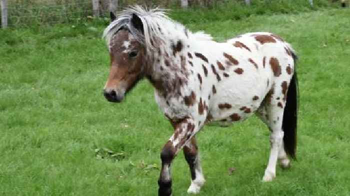 Police mount investigation after rare miniature horses - One News Page