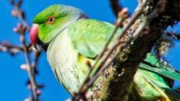 'He's causing havoc': Parrot loose in Inverness blamed - One News Page