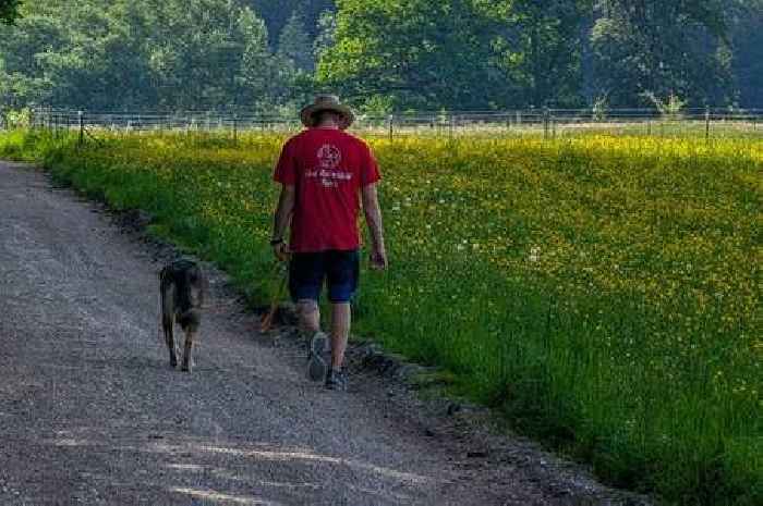 New UK dog walking laws 2026 'in force' - pets can be - One News Page