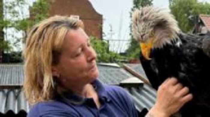 Relief after 'shy' bald eagle Aspen is found - One News Page