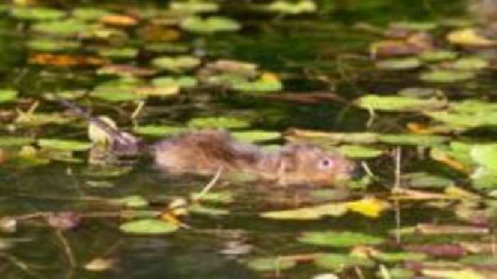 Water voles brought back to river after 20 years - One News Page