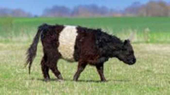 Farm decides to slaughter 271 cattle after inspection - One News Page