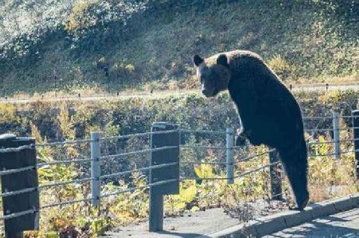 Horror as bear as rips pensioner's head off as he - One News Page