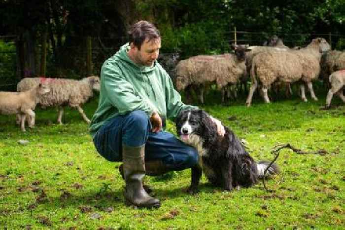 RSPCA probes complaint about sheepdog 'worrying sheep' - One News Page