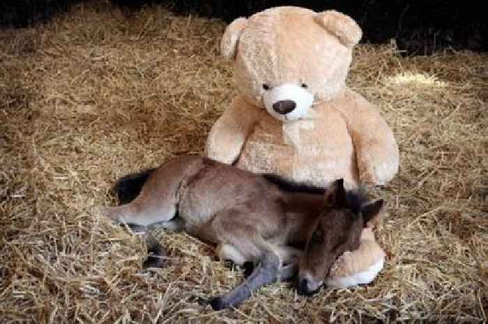 World-famous orphan pony who famously cuddled giant - One News Page