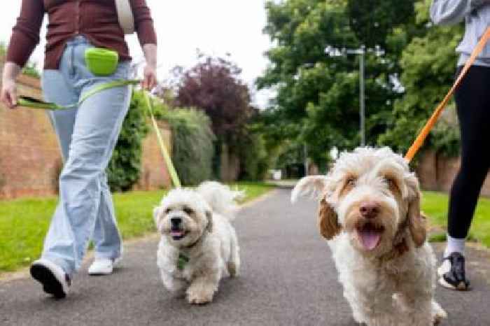 New dog walking rule in England from June 29 with - One News Page