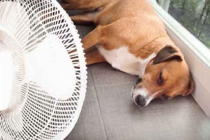 RSPCA issues 'lockdown' alert for dog owners for next - One News Page