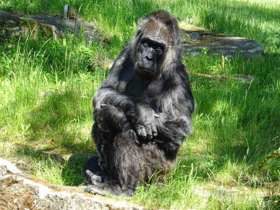Fatou (gorilla) Facts and News Updates | One News Page